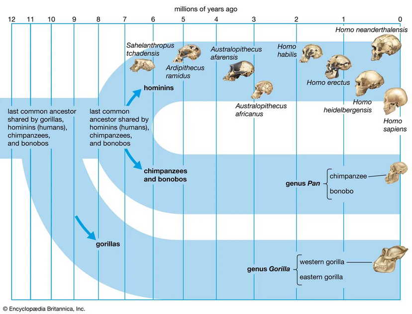 Homo Erectus: The Most Successful Human?