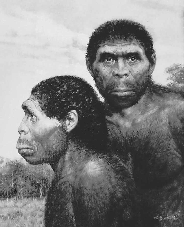 Homo Erectus: The Most Successful Human?
