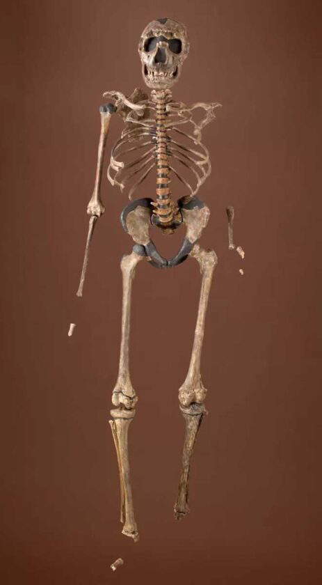 Homo Erectus: The Most Successful Human?