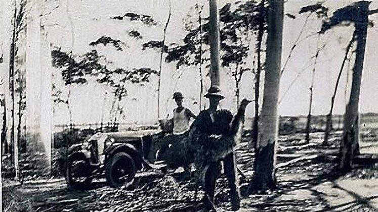 The Great Emu War: When Australians Lost to Flightless Birds