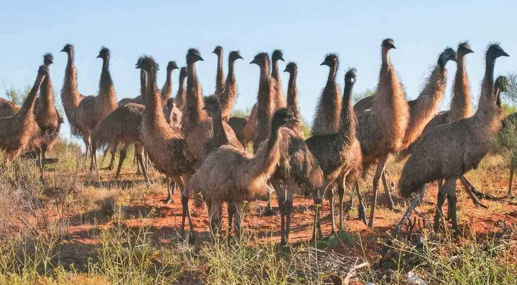 The Great Emu War: When Australians Lost to Flightless Birds