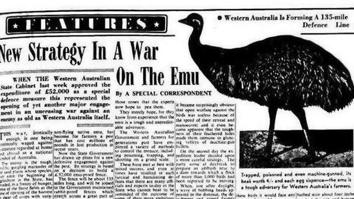 The Great Emu War: When Australians Lost to Flightless Birds