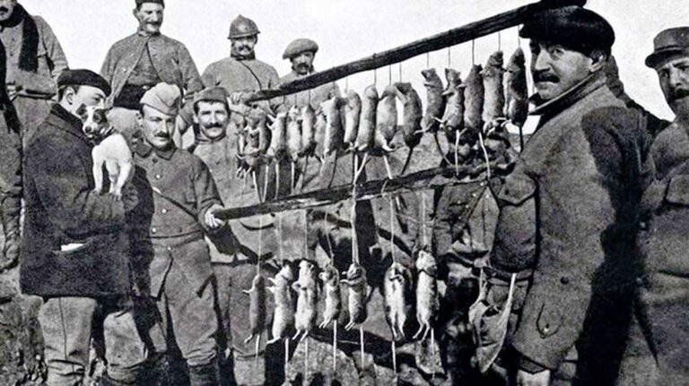 Trench Warfare in World War I: Rot, Rats, Ruin