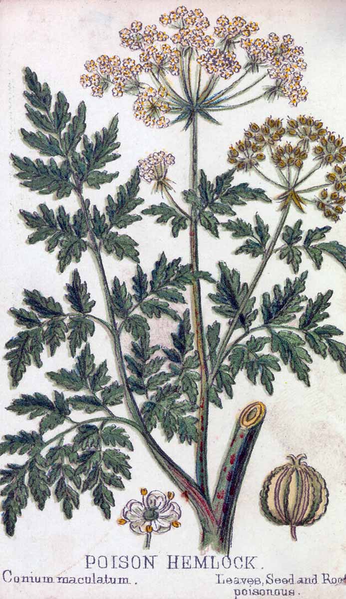 How Did Socrates Die?