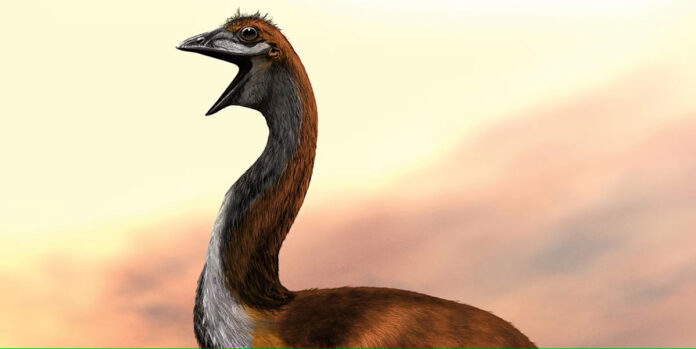 8 Exotic Birds Driven to Extinction in Modern History