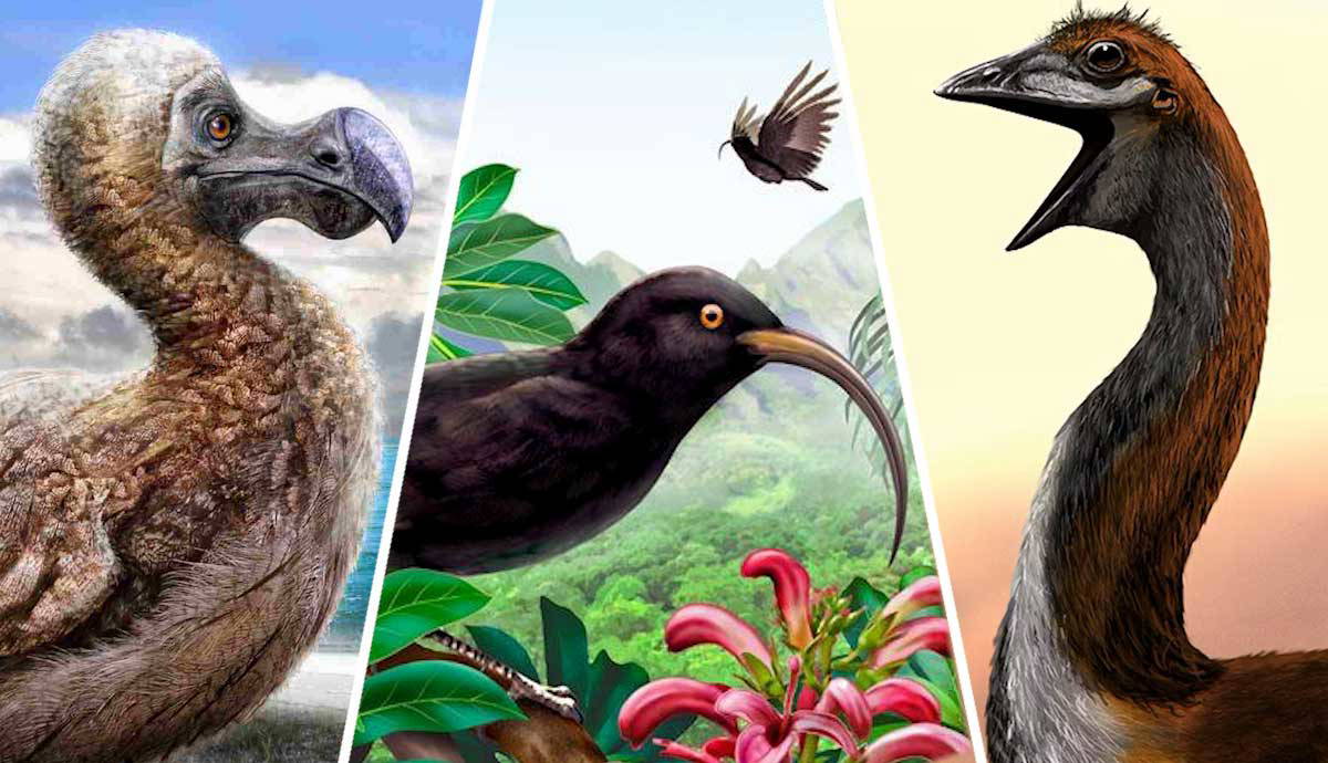 8 Exotic Birds Driven to Extinction in Modern History