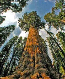 What Are the Tallest Trees in the United States?