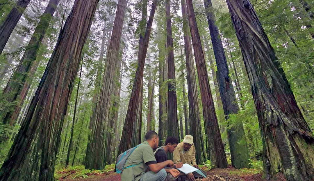 What Are the Tallest Trees in the United States?