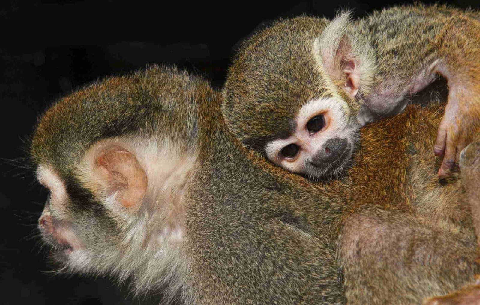 What is Speciesism According to Peter Singer?