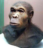 Homo Habilis: The First Humans?