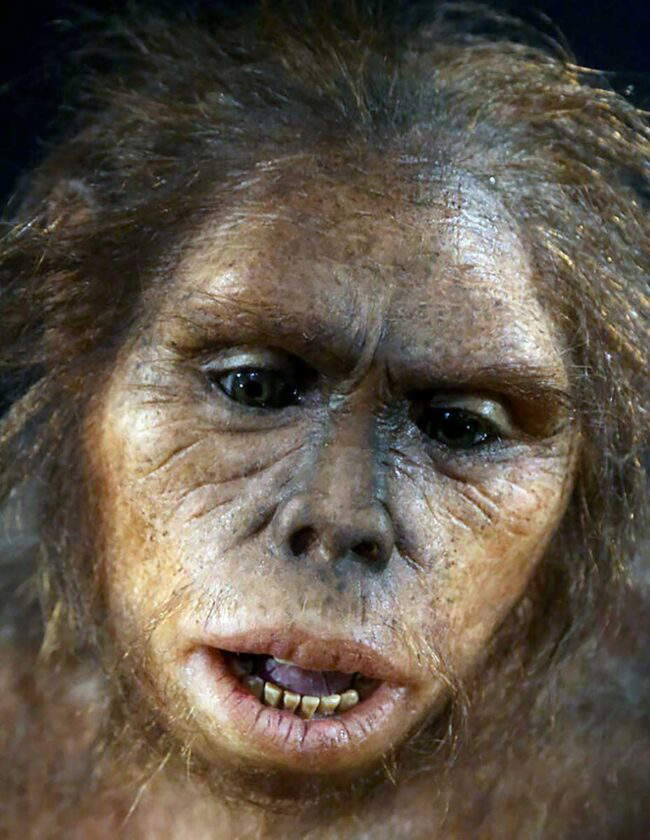 Homo Habilis: The First Humans?