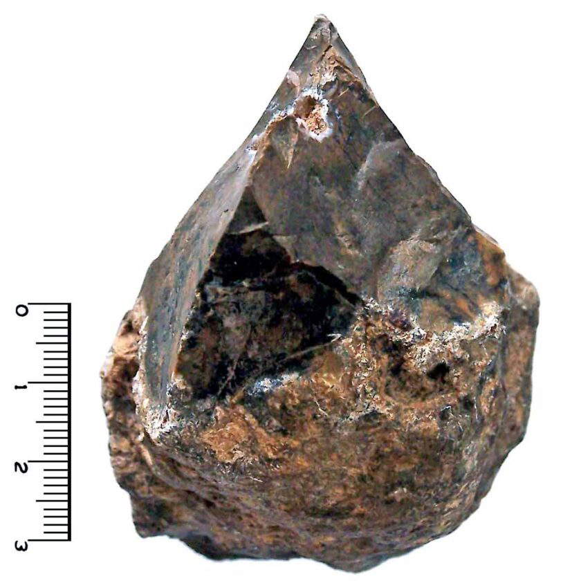 Homo Habilis: The First Humans?