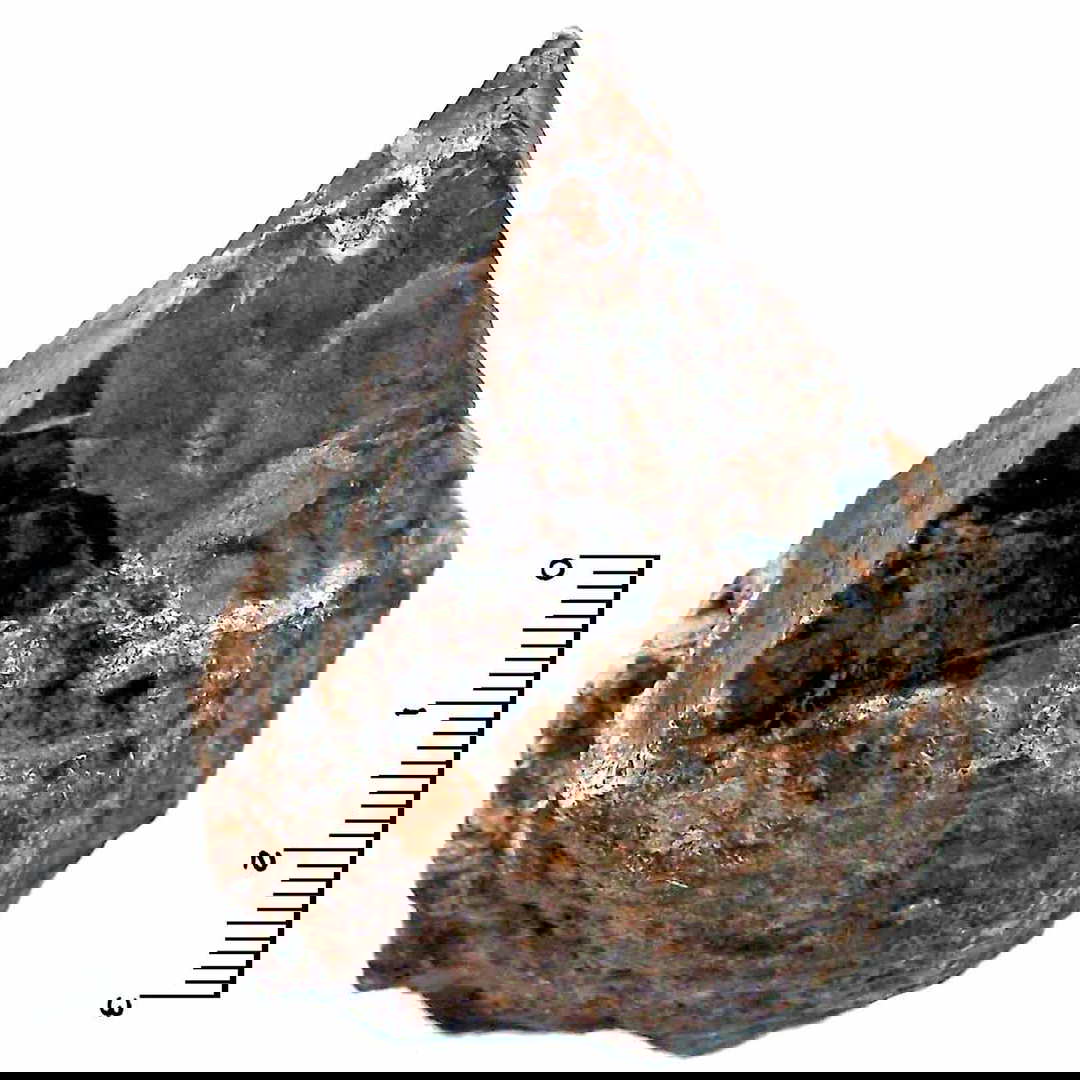 Homo Habilis: The First Humans?
