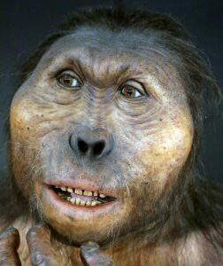 Homo Habilis: The First Humans?