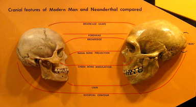Did Humans and Neanderthals Interbreed?