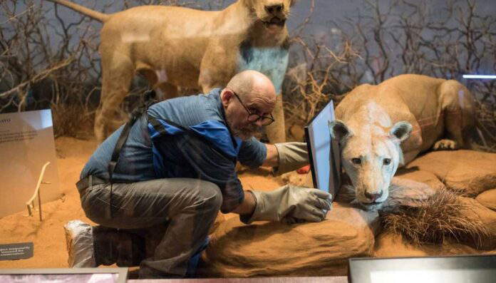 The Man-Eating Lions of Tsavo: A Dark & Strange Story