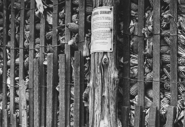 Nixtamalization: How Ancient Americans Bio-Engineered Corn