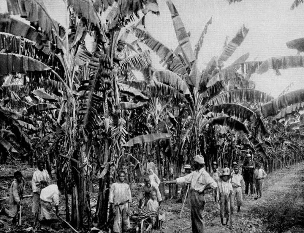 How Did Tropical Fruits Become Commonplace in the USA?