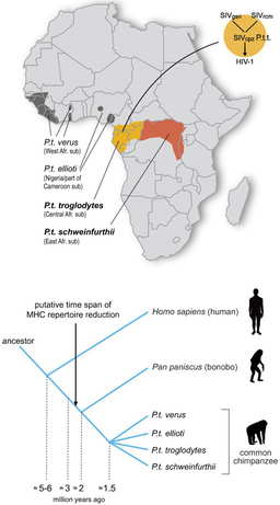 The AIDS Epidemic: A Heartbreaking Story