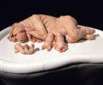 What Are Patricia Piccinini’s Works About?
