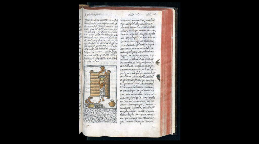 Nixtamalization: How Ancient Americans Bio-Engineered Corn