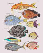 What Were Aristotle’s Contributions to Biology?