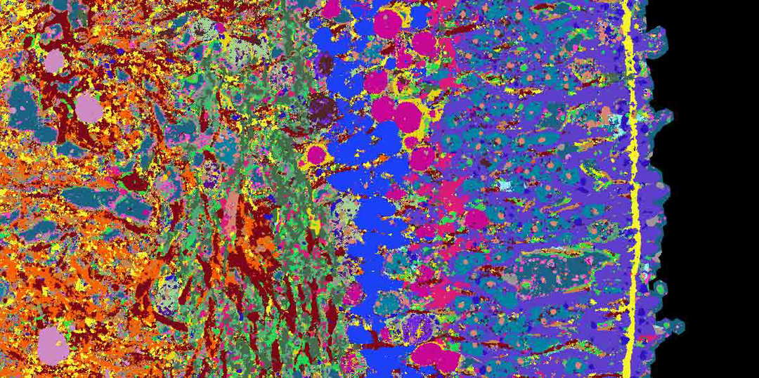 What Is Predictive Processing? & How It Explains 3 Visual Illusions