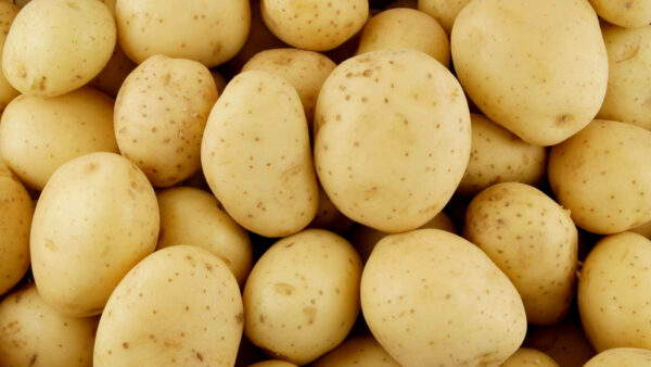 History of Potatoes: The Spuds that Make the World Go Round