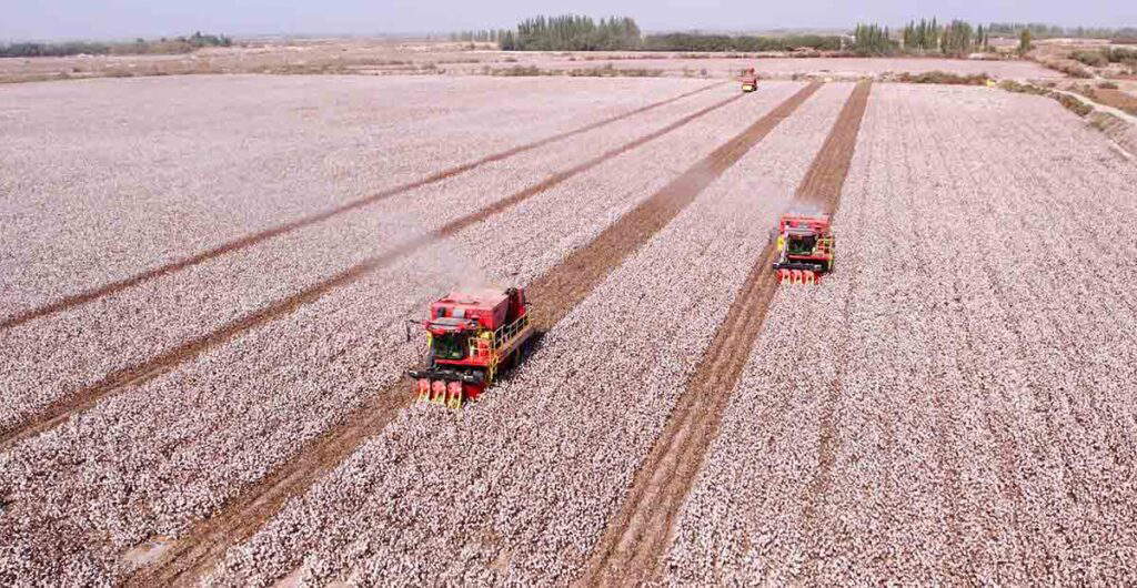 Cotton & How It Changed the World