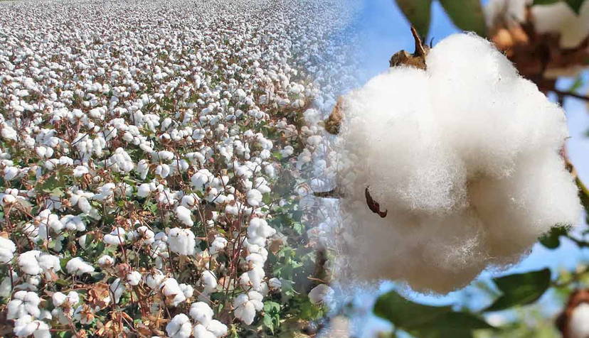 Cotton & How It Changed the World