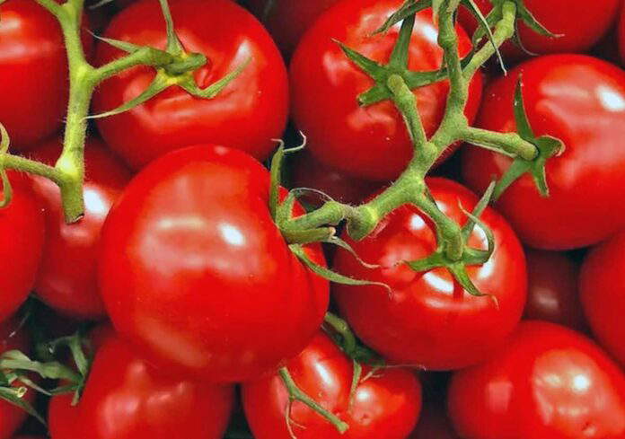 The History of the Tomato: The Fruit that Spread Round the World