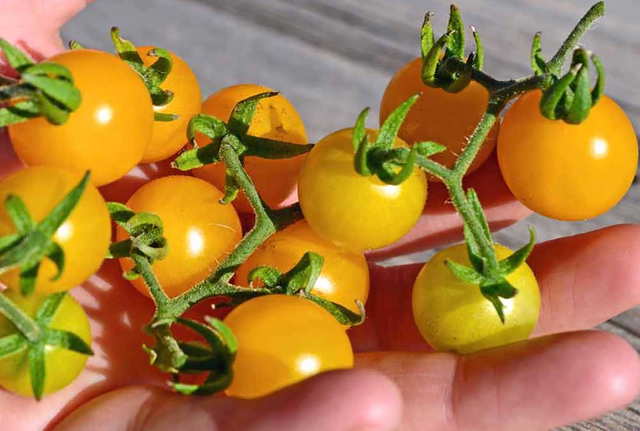 The History of the Tomato: The Fruit that Spread Round the World