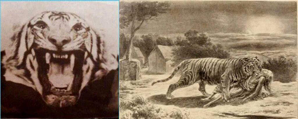 7 Shocking Animal Attacks You’ve Never Heard Of