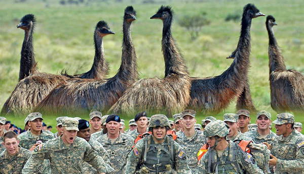 When Birds Outsmarted the Army: How Did Australians Lose the Emu War?