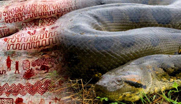 The Mythical Green Anaconda of the Amazon Rainforest