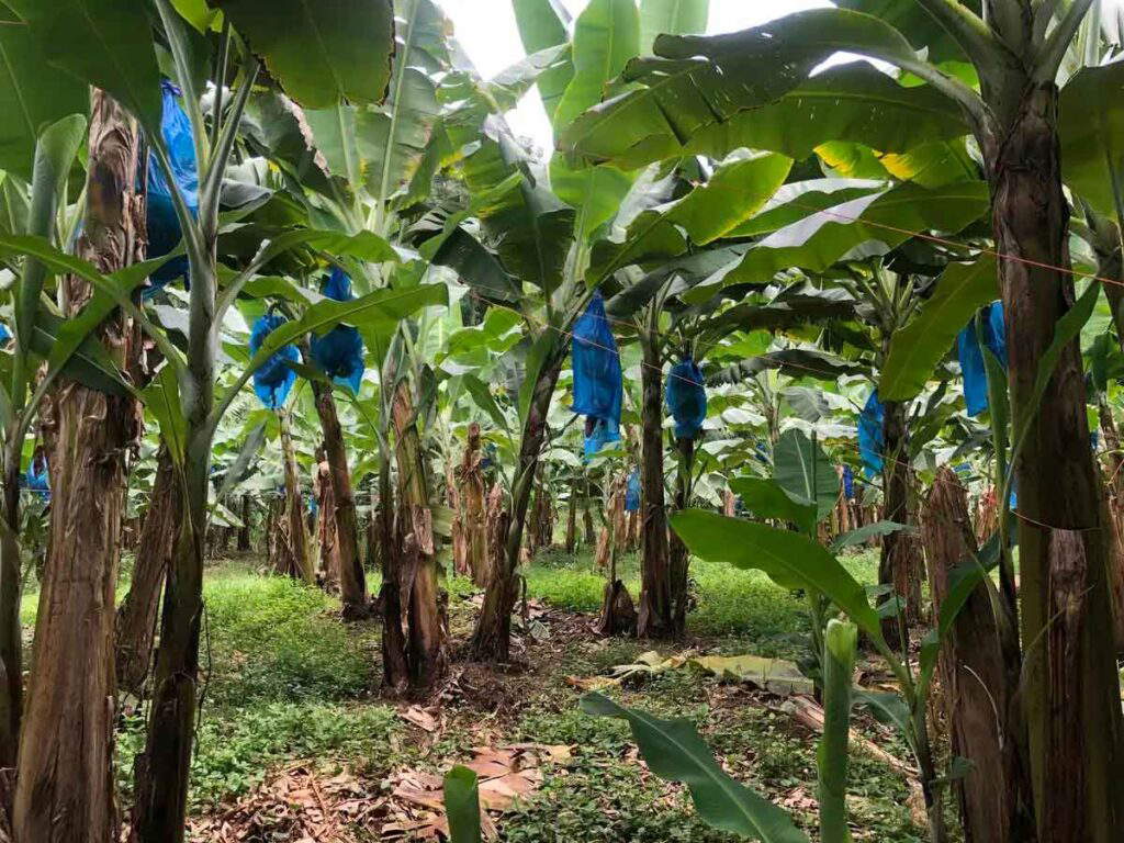 The Colombia Banana Massacre of 1928: The Shocking Story