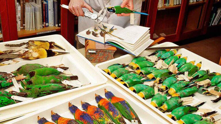 The Feather Thief: The Story of Dead Birds, Museum Heist, and a Flute