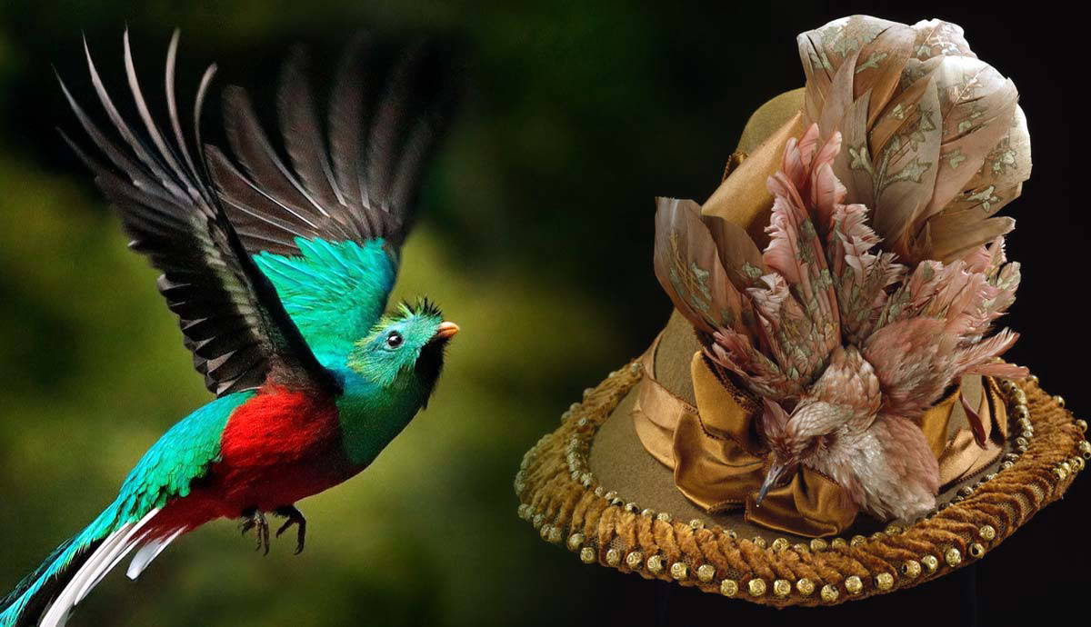 The Feather Thief: The Story of Dead Birds, Museum Heist, and a Flute