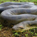 The Mythical Green Anaconda of the Amazon Rainforest