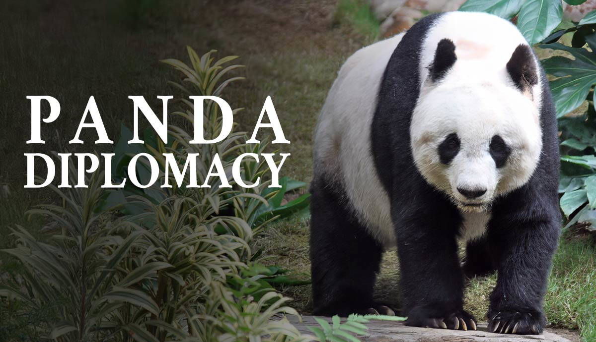 Pandas and Politics: What Is Panda Diplomacy?