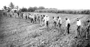 The Dark History of Australia’s Blackbirding