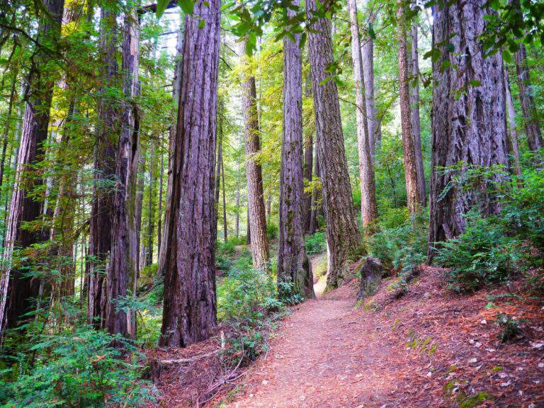 10 National and State Parks in the US Where You Can See Ancient Redwoods