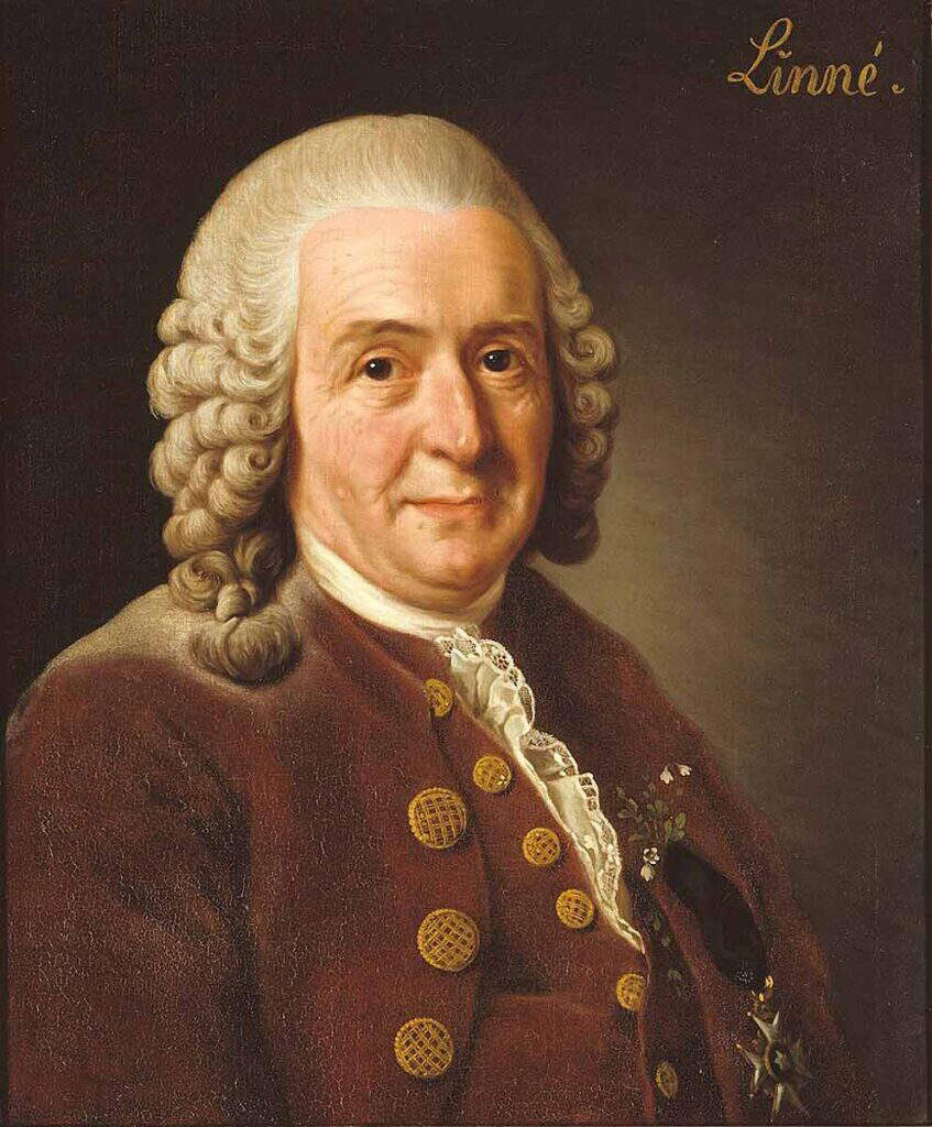 Who Was Carl Linnaeus? (Life, Works, & Legacy)
