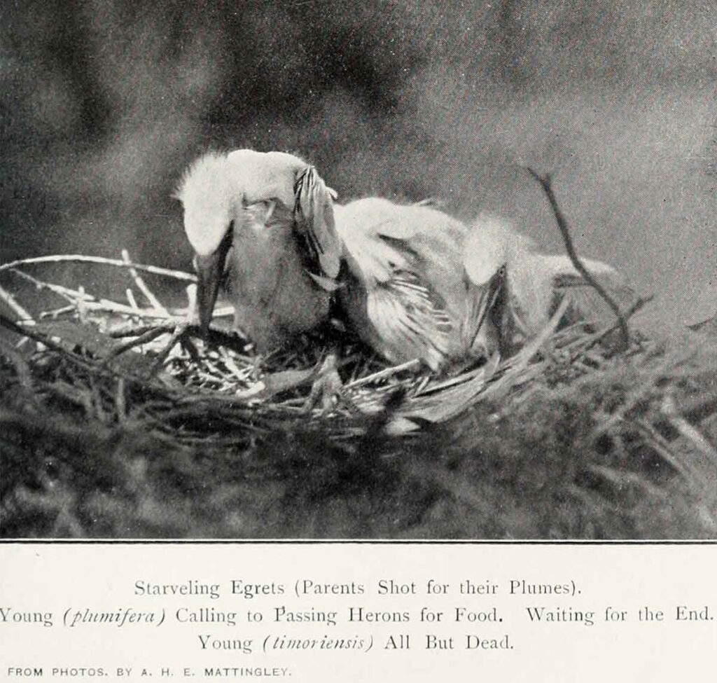 The Victorian Great Feather Craze: What Was Its Ecological Impact?