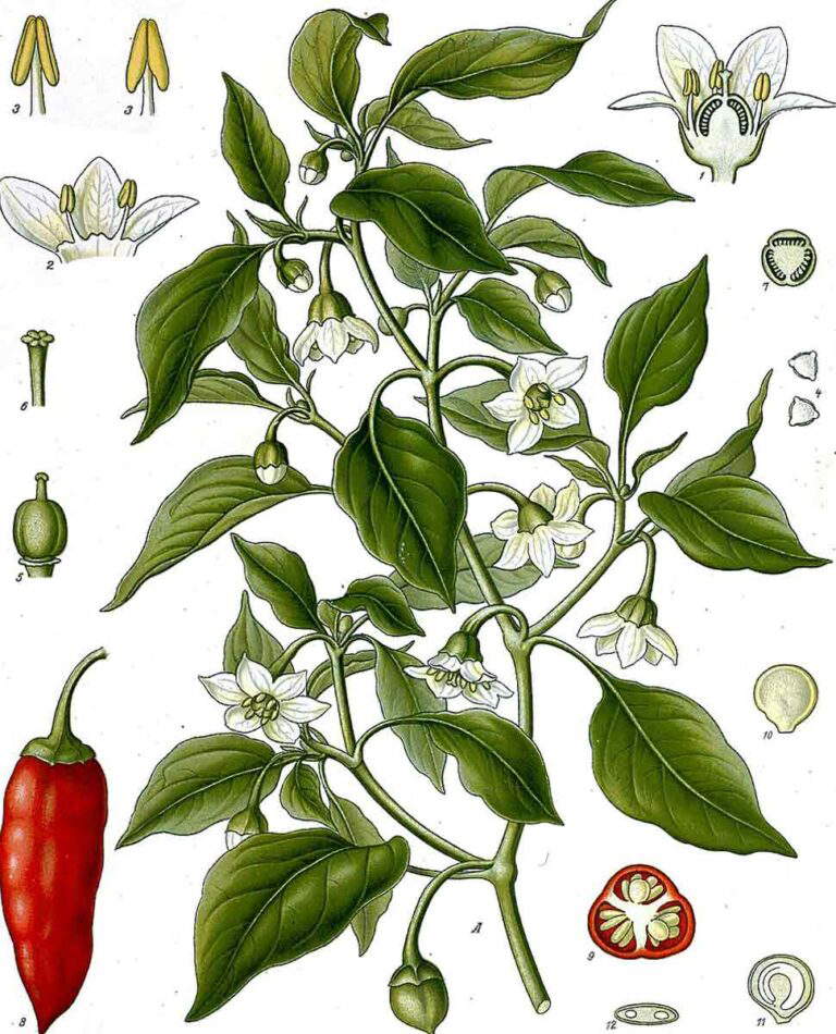 Chili Pepper’s Fiery History: The Berry That Conquered the World