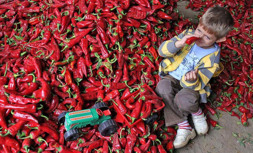 Chili Pepper’s Fiery History: The Berry That Conquered the World