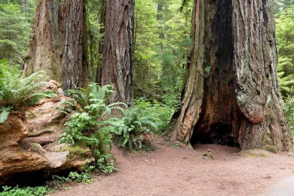 10 National and State Parks in the US Where You Can See Ancient Redwoods
