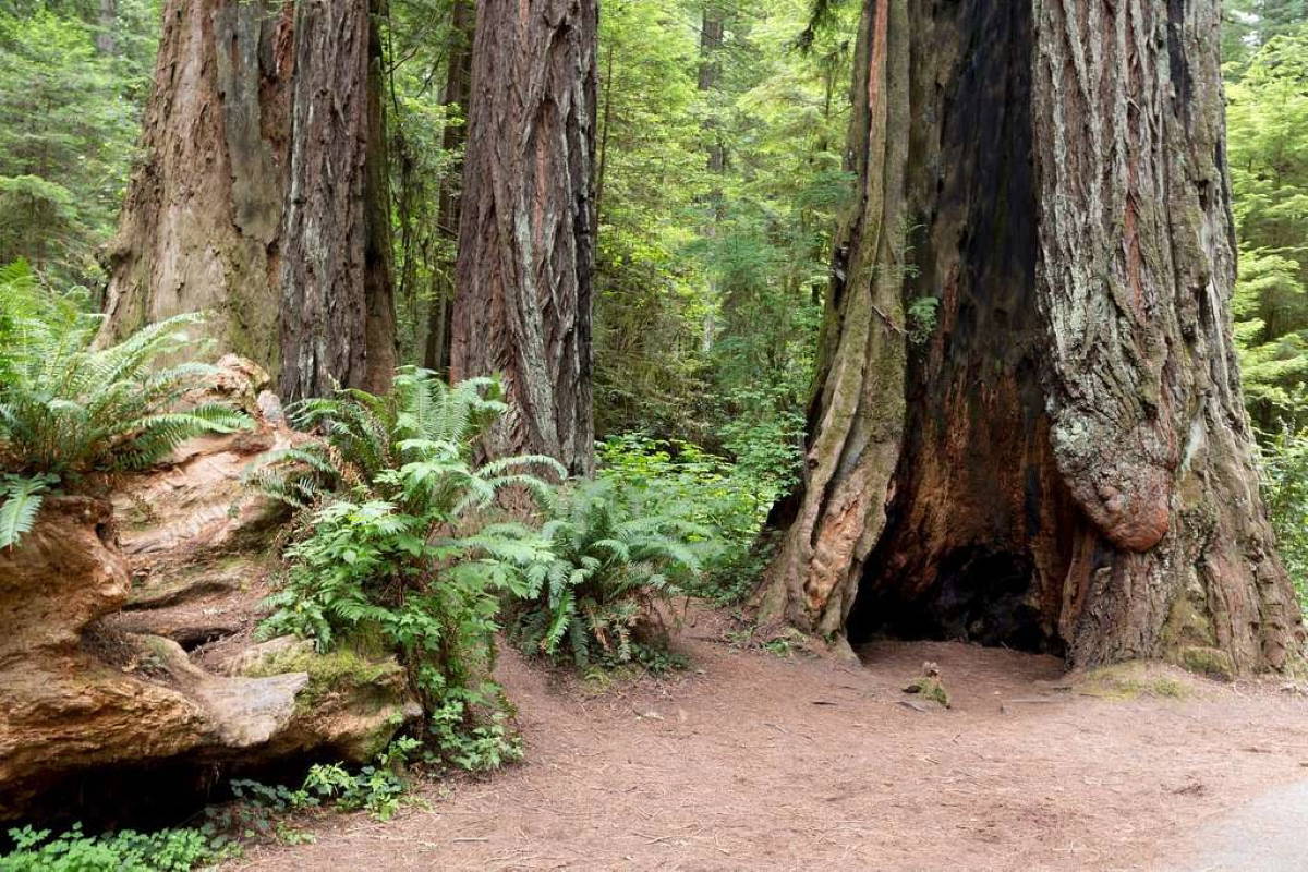 10 National and State Parks in the US Where You Can See Ancient ...
