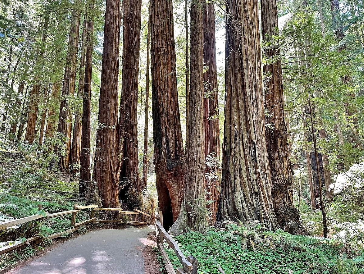 10 National And State Parks In The US Where You Can See Ancient Redwoods 10 National And State Parks In The US Where You Can See Ancient Redwoods