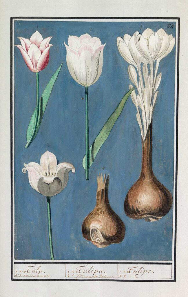 Tulipmania: When the Dutch Went Crazy for Tulips